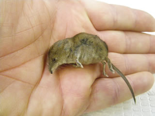 KWIÁHT - Biodiversity Photo Gallery