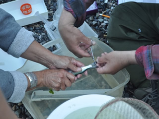 KWIÁHT - Community Salmon Teams