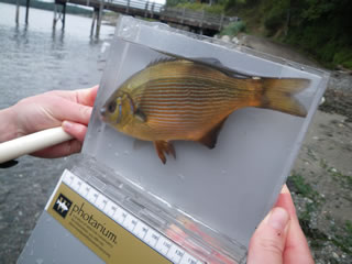 KWIÁHT - San Juan Islands Marine Monitoring Network