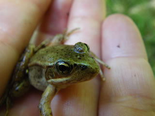 KWIÁHT - Amphibians and Reptiles