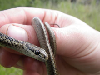 KWIÁHT - Amphibians and Reptiles